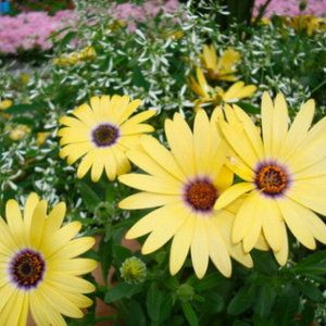 York County plants, trees & produce - Miller Plant Farm