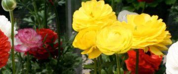 York County plants, trees & produce - Miller Plant Farm