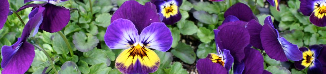 York County plants, trees & produce - Miller Plant Farm